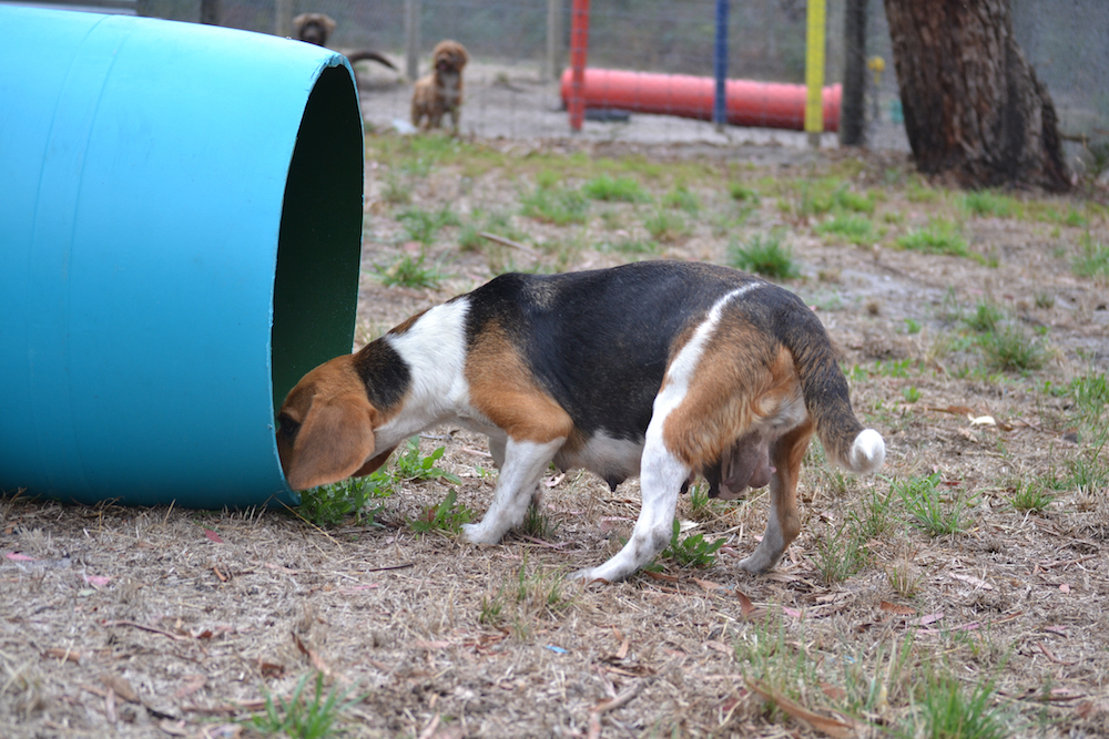 Banksia Park Puppies Boop – Banksia Park Puppies