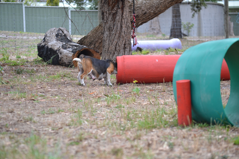 Banksia Park Puppies Boop – Banksia Park Puppies