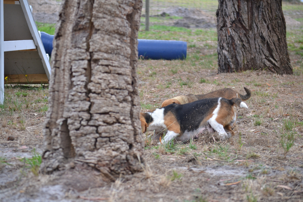 Banksia Park Puppies Boop – Banksia Park Puppies