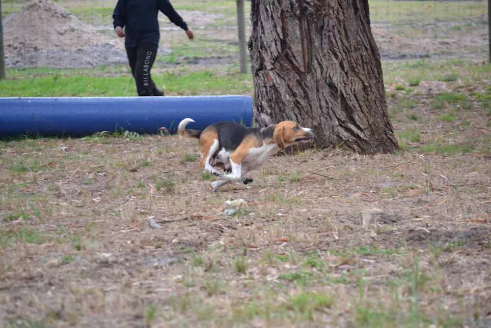 Banksia Park Puppies Boop – Banksia Park Puppies