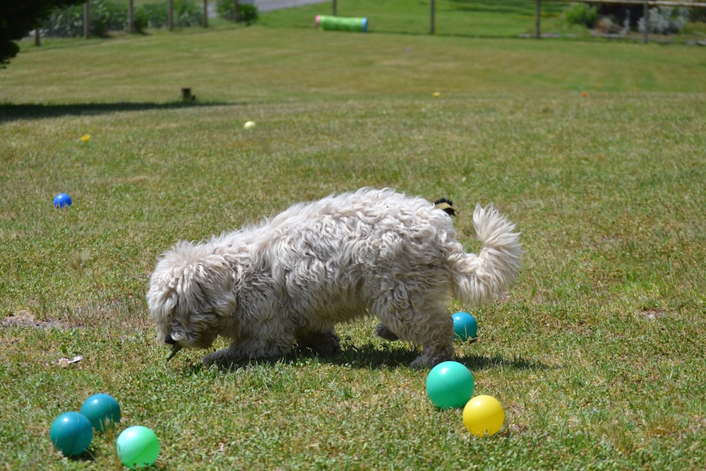 Banksia Park Puppies Floosie – 16 of 18 – Banksia Park Puppies