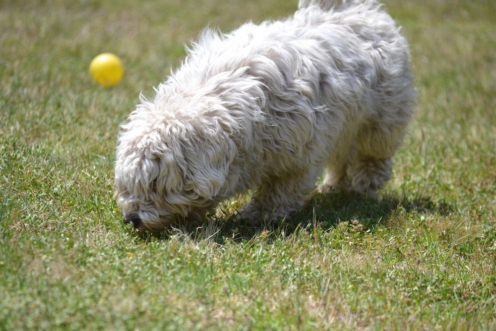 Banksia Park Puppies Floosie – 17 of 18 – Banksia Park Puppies