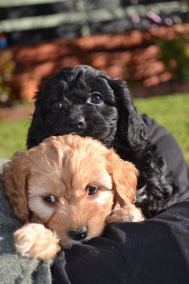 9 June 2016 June Cavoodles – 31 of 33 – Banksia Park Puppies