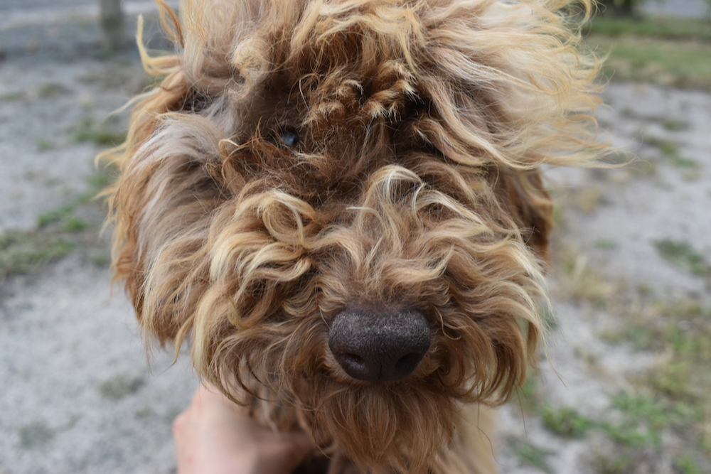 Bling-Poodle-7510-Banksia Park Puppies – 1 of 100 – Banksia Park Puppies