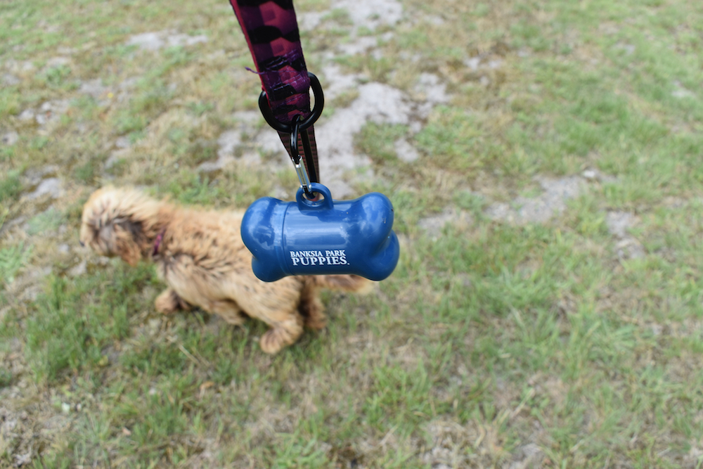 Bling-Poodle-7510-Banksia Park Puppies – 15 of 100 – Banksia Park Puppies