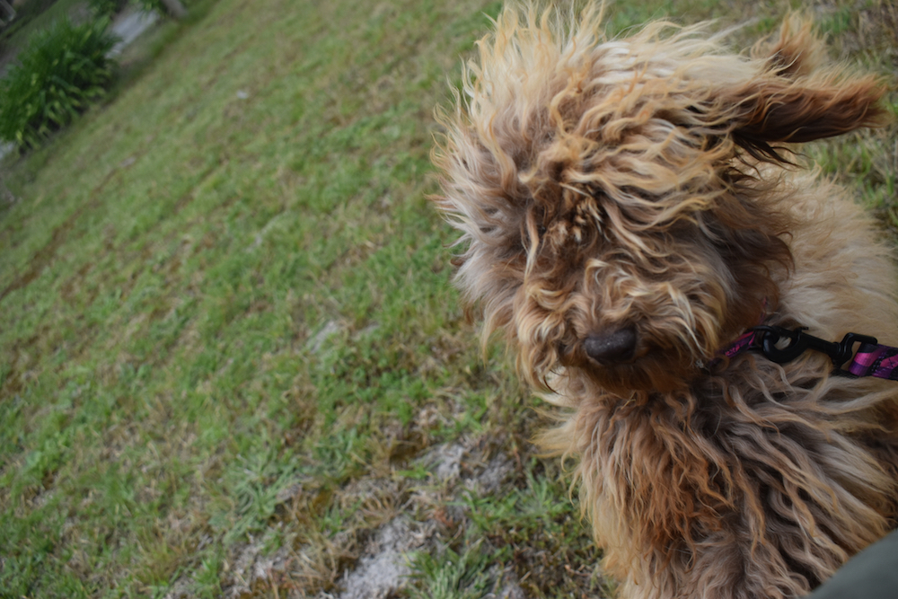 Bling-Poodle-7510-Banksia Park Puppies – 23 of 100 – Banksia Park Puppies