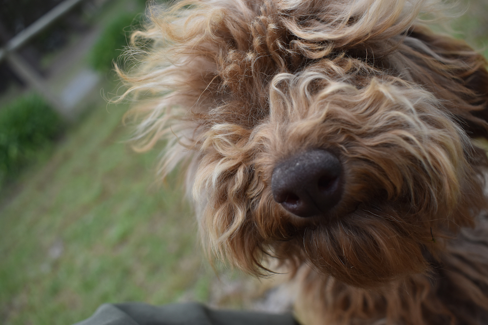 Bling-Poodle-7510-Banksia Park Puppies – 25 of 100 – Banksia Park Puppies