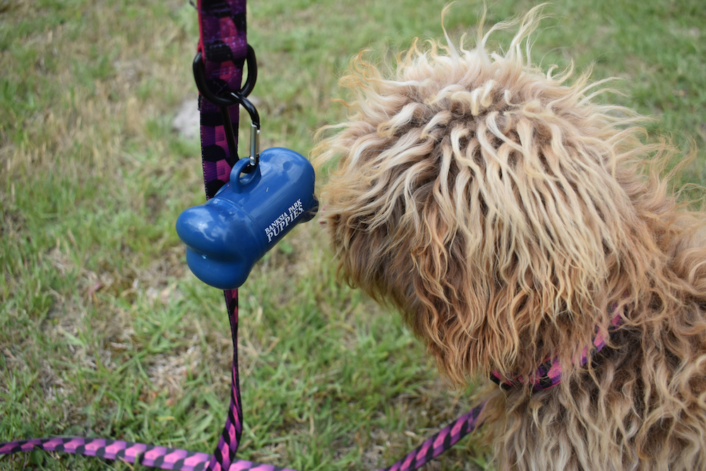 Bling-Poodle-7510-Banksia Park Puppies – 37 of 100 – Banksia Park Puppies