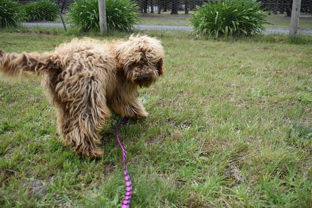 Bling-Poodle-7510-Banksia Park Puppies – 38 of 100 – Banksia Park Puppies