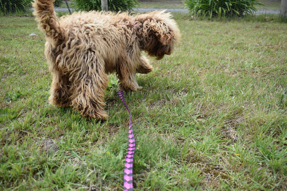 Bling-Poodle-7510-Banksia Park Puppies – 40 of 100 – Banksia Park Puppies