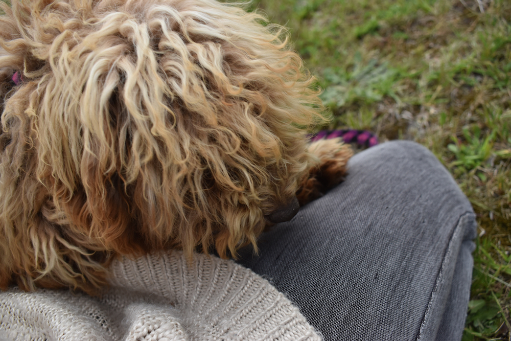 Bling-Poodle-7510-Banksia Park Puppies – 45 of 100 – Banksia Park Puppies