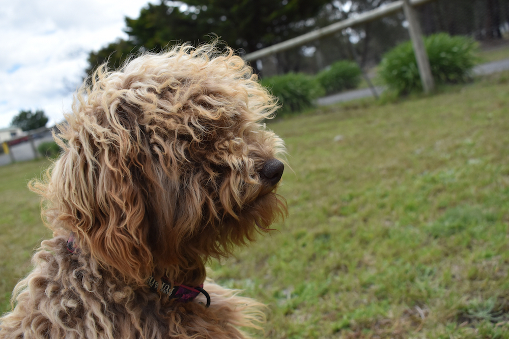Bling-Poodle-7510-Banksia Park Puppies – 57 of 100 – Banksia Park Puppies