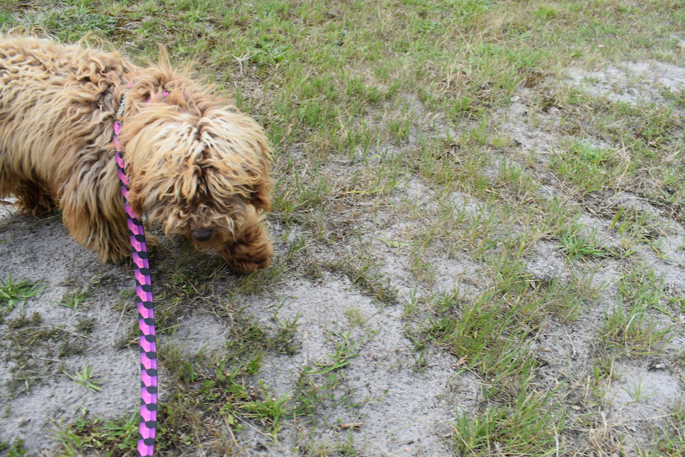 Bling-Poodle-7510-Banksia Park Puppies – 6 of 100 – Banksia Park Puppies