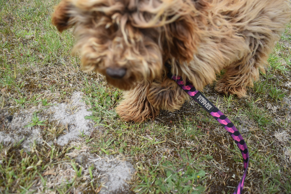 Bling-Poodle-7510-Banksia Park Puppies – 60 of 100 – Banksia Park Puppies