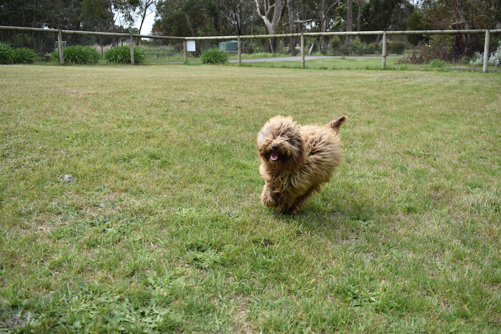Bling-Poodle-7510-Banksia Park Puppies – 62 of 100 – Banksia Park Puppies