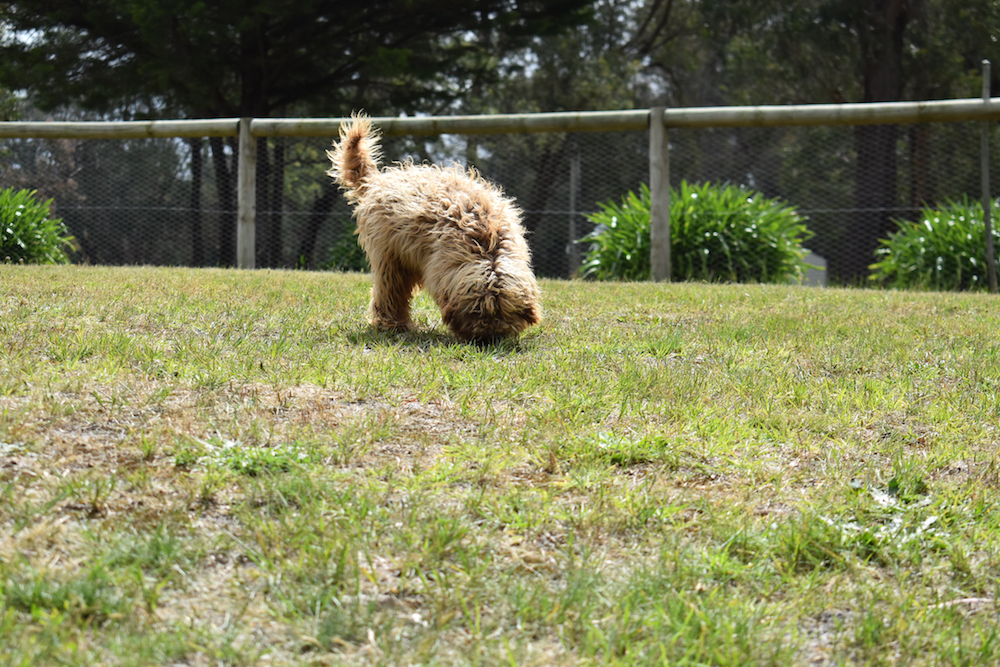 Bling-Poodle-7510-Banksia Park Puppies – 74 of 100 – Banksia Park Puppies