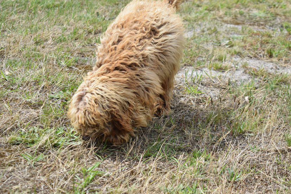 Bling-Poodle-7510-Banksia Park Puppies – 85 of 100 – Banksia Park Puppies