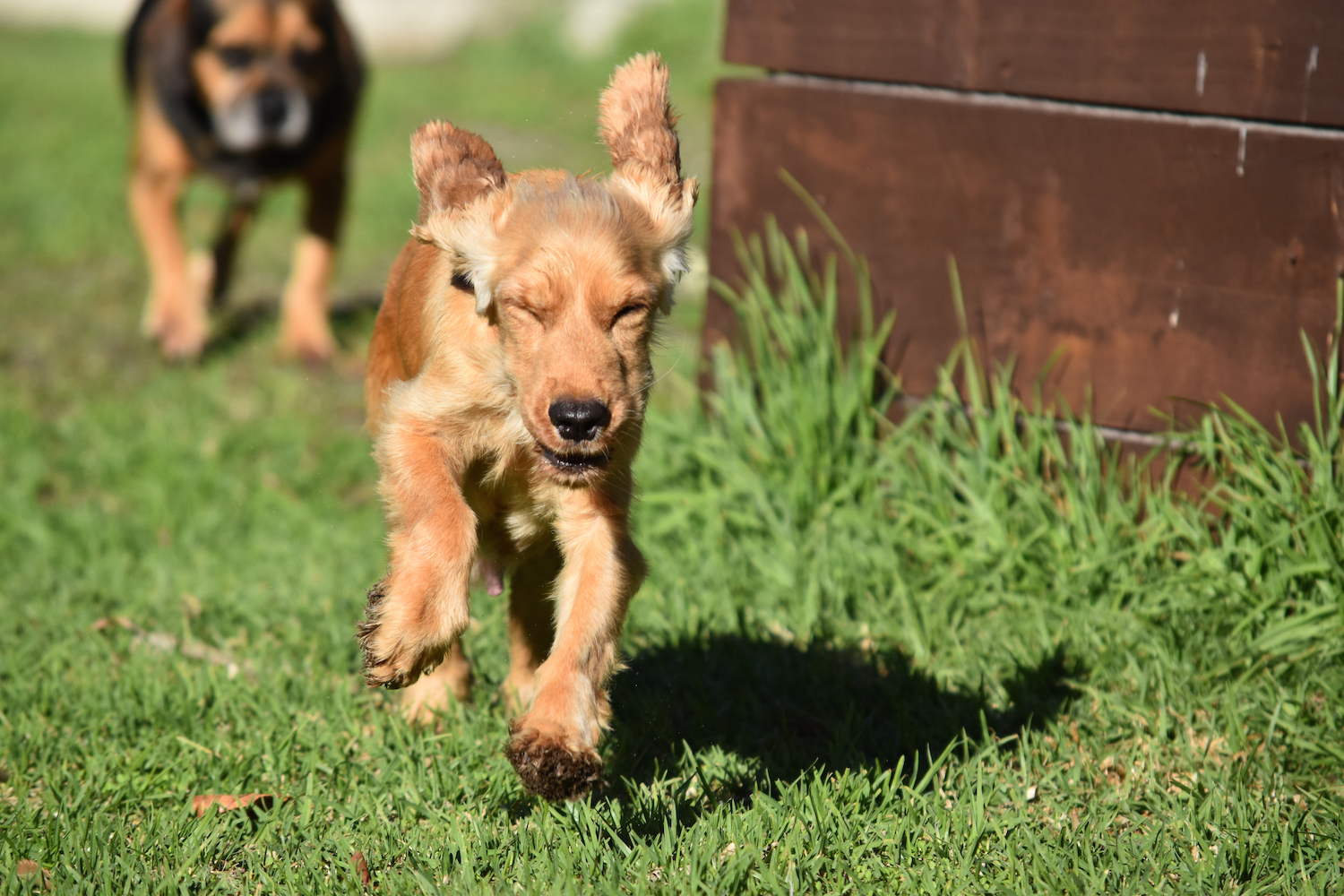 Zona-Cocker Spaniel-Banksia Park Puppies – 28 of 30 – Banksia Park Puppies