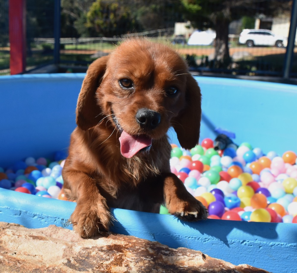 Neo – Banksia Park Puppies