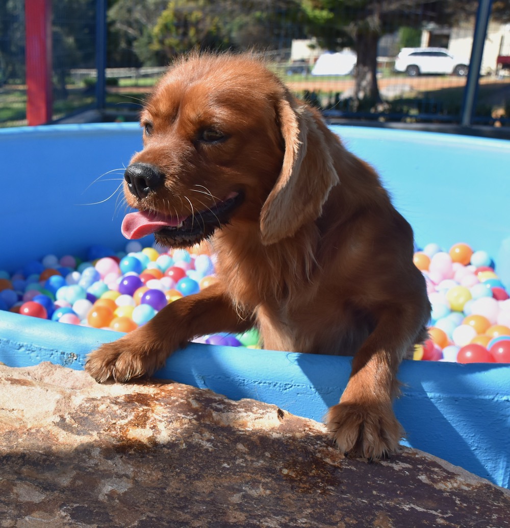 Neo – Banksia Park Puppies