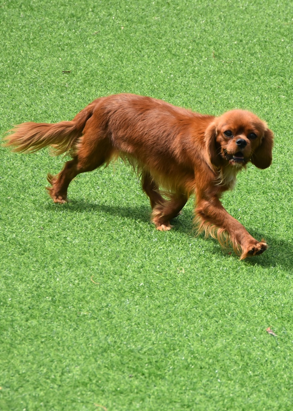 CHIKA – Banksia Park Puppies